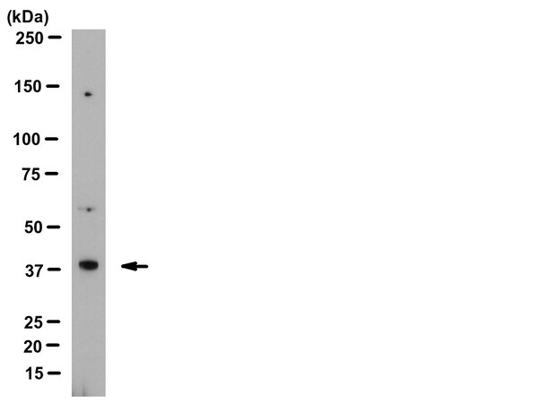Anti-PRG4 Antibody | AB2200
